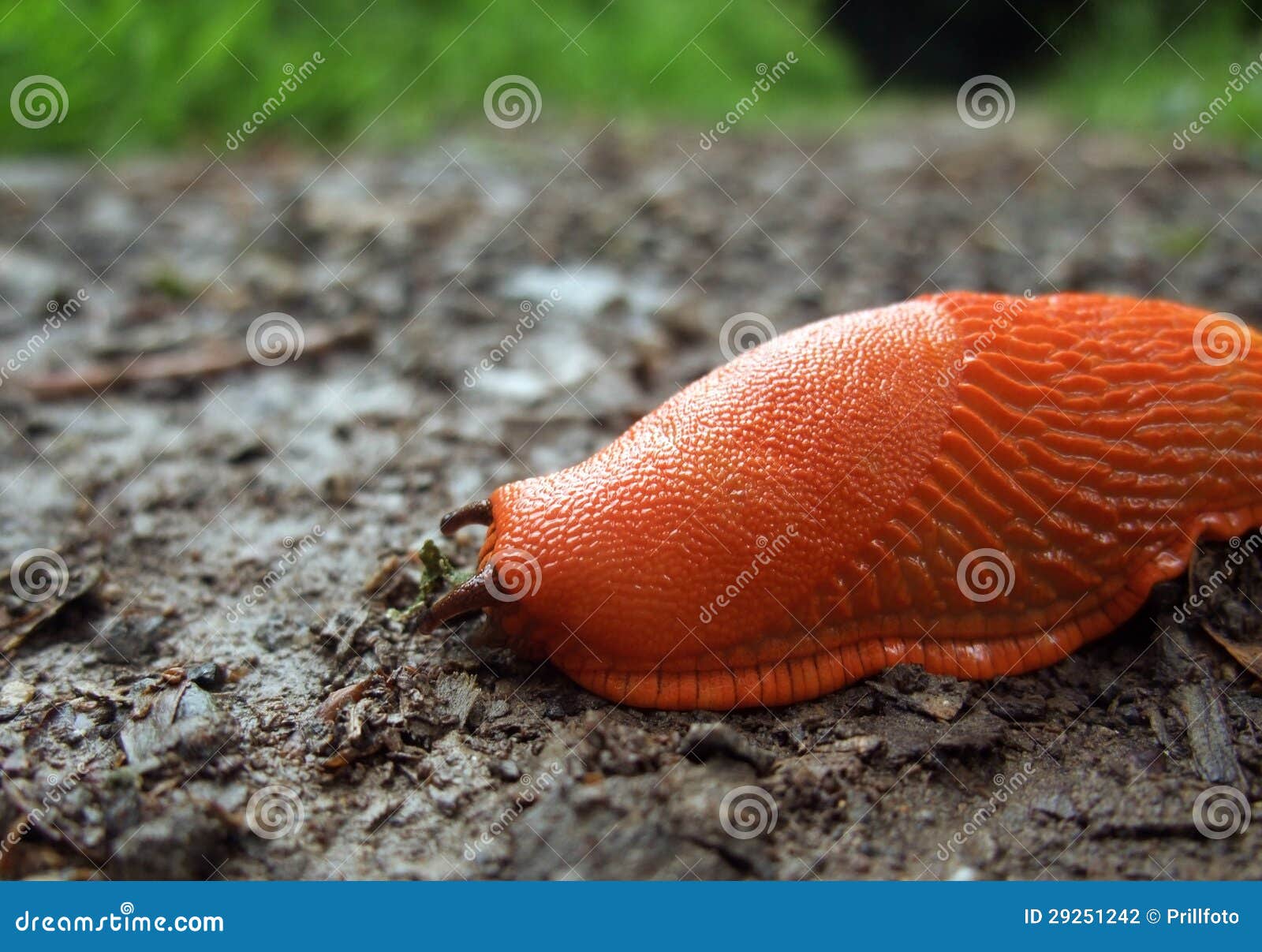 Red slug on the ground stock photo. Image of macro, forest - 29251242