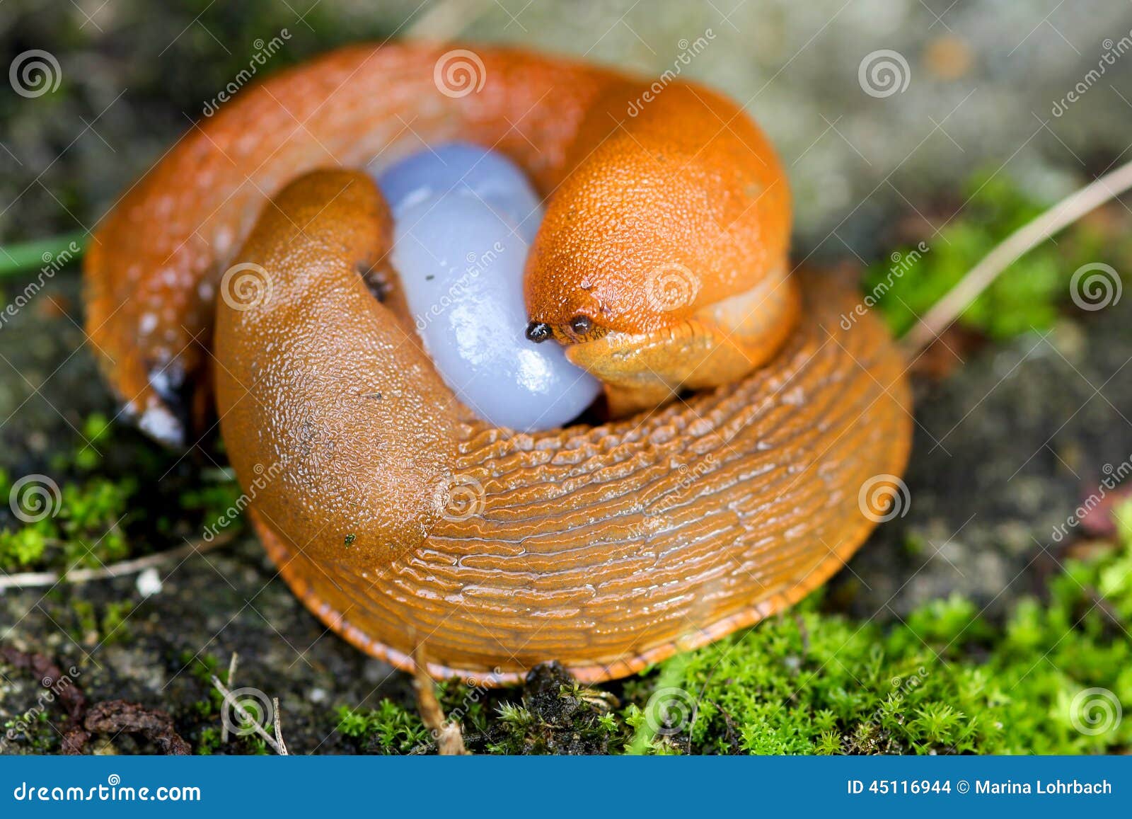 Red slugs by pairing stock photo. Image of family, close - 45116944
