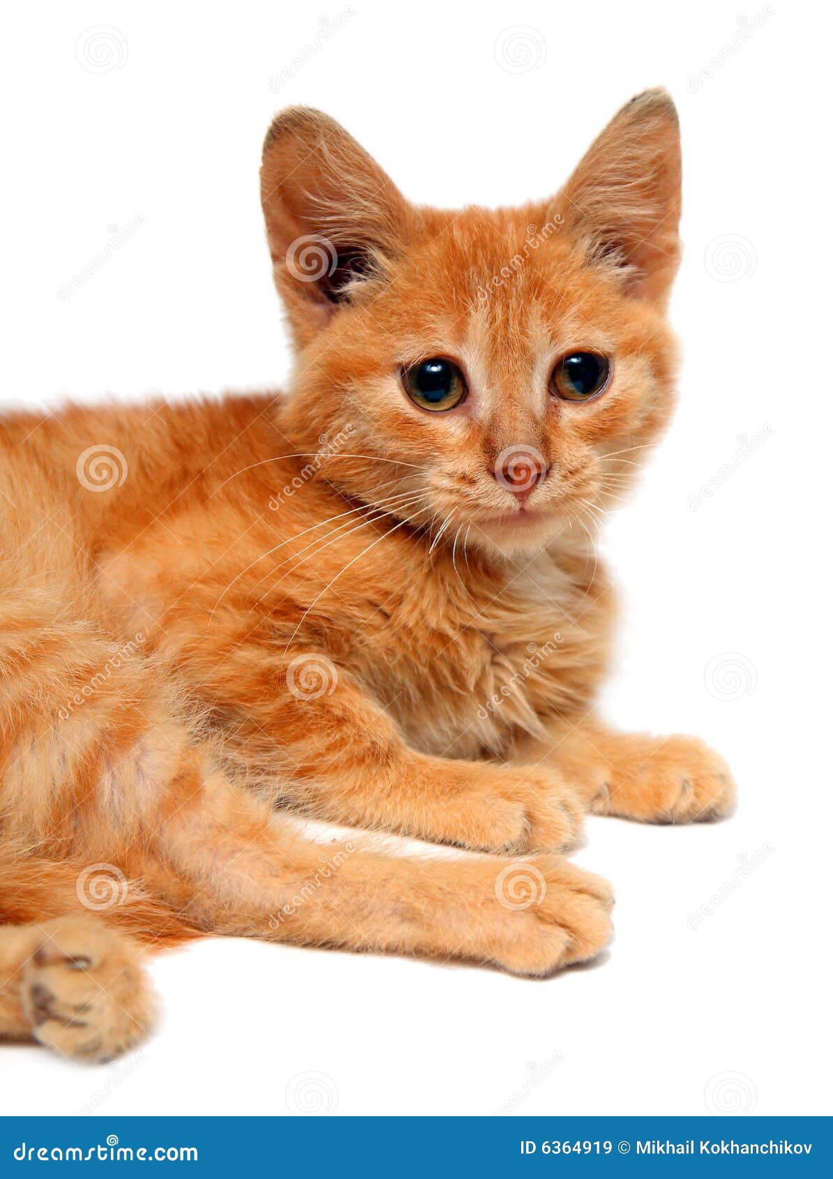 Red small cat stock image. Image of small, kitten, lovely - 6364919