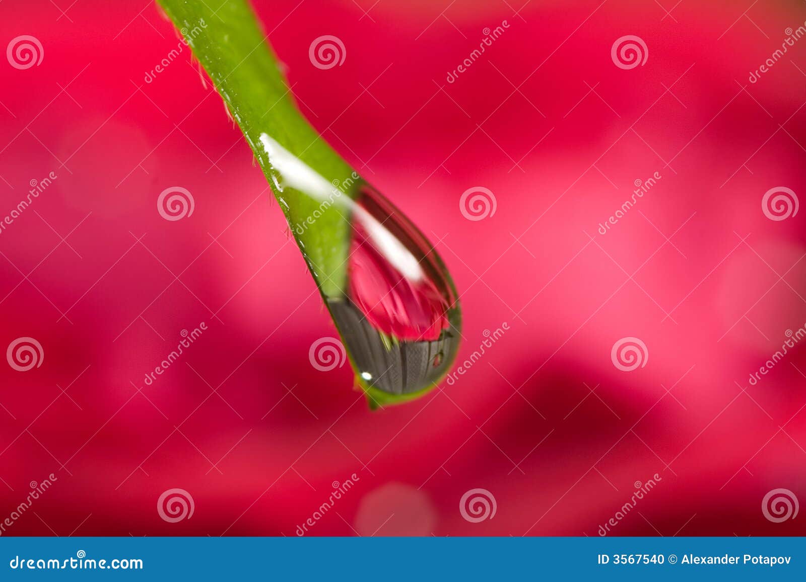 Red small drop stock photo. Image of drip, outdoors, perfection - 3567540