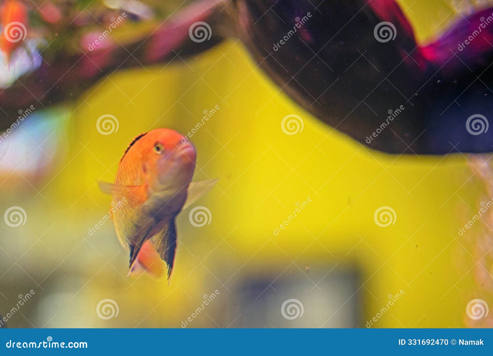 Red Small Fish in an Aquarium. Hobbies Stock Photo - Image of home ...