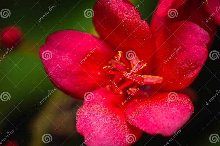 Red small flower stock image. Image of green, pink, nature - 93487793