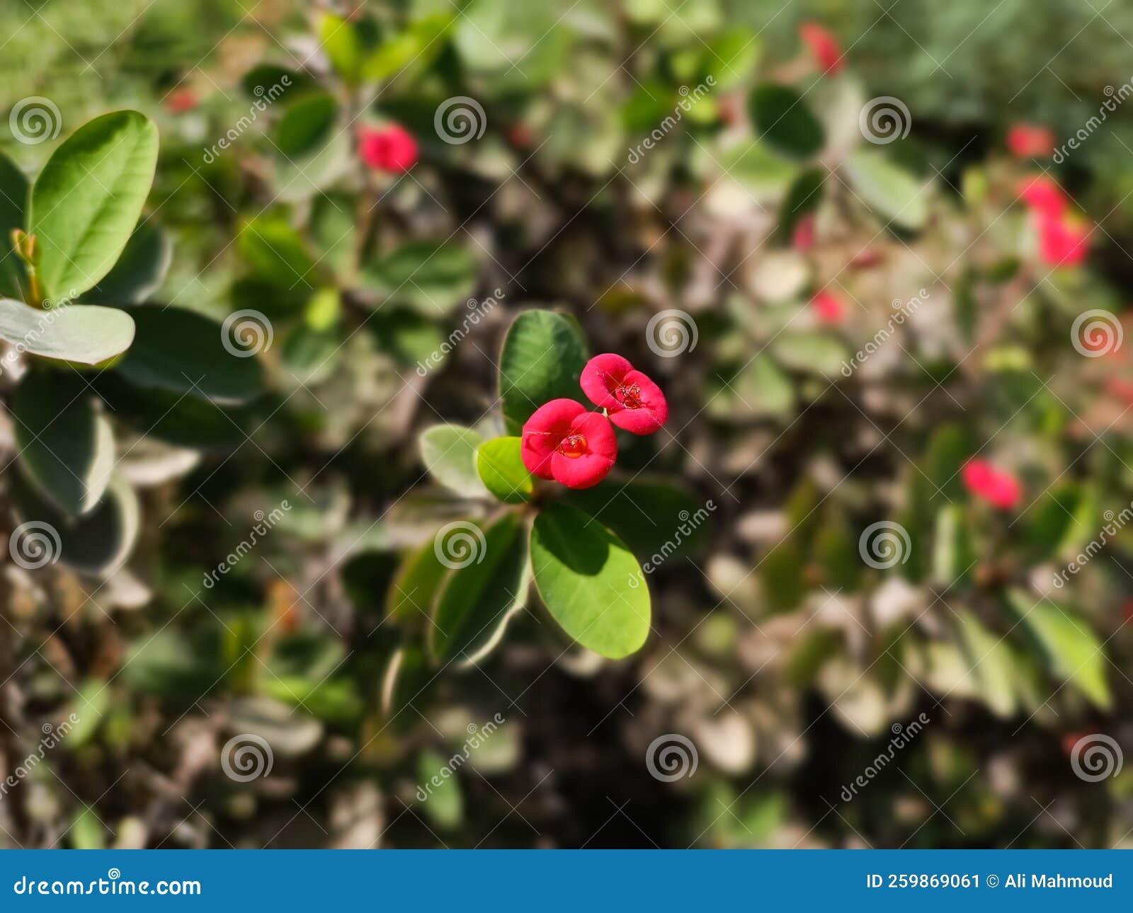 Red Small Flower with Green Leaves in the Park Stock Image - Image of ...