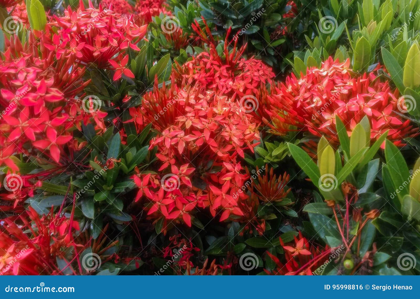 Red Small Flowers Making Bushes Stock Photo - Image of flowers, bushes ...