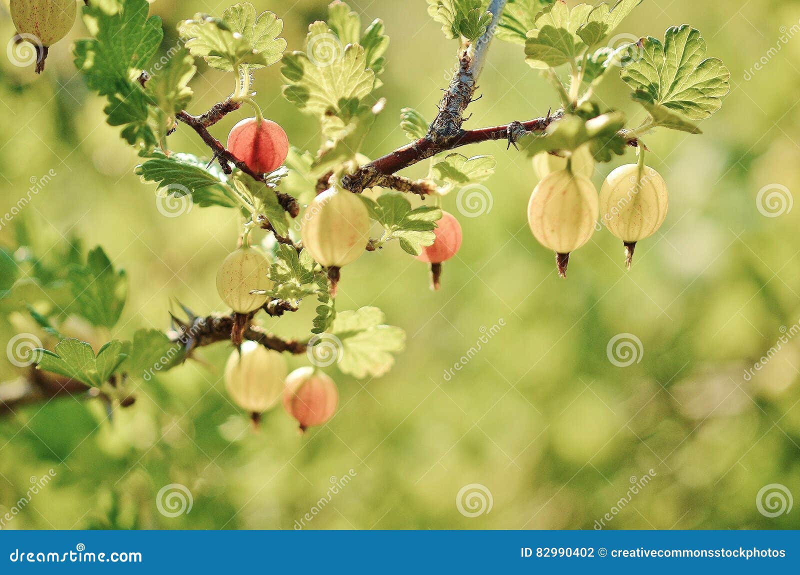 Red Small Fruit On The Tree Branches And Leaves During Daytime Picture ...