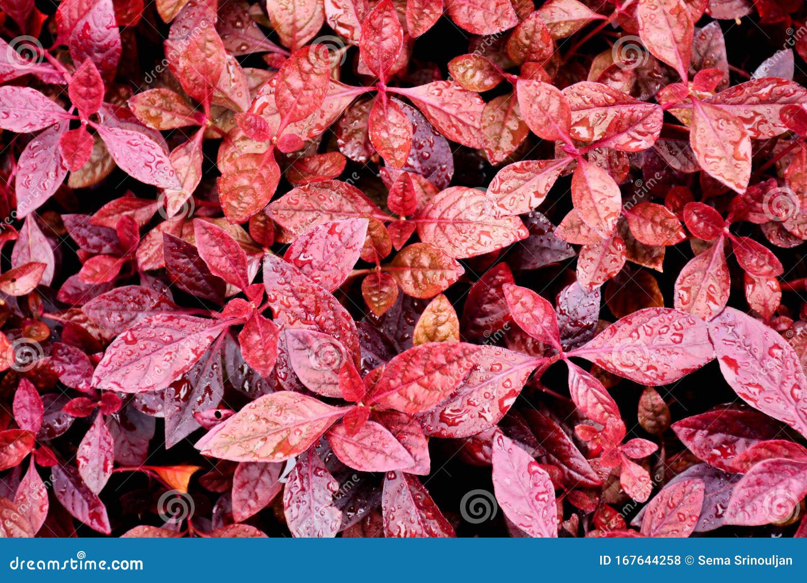Red Small Leaf Pattern in the Nature Stock Photo - Image of natural ...