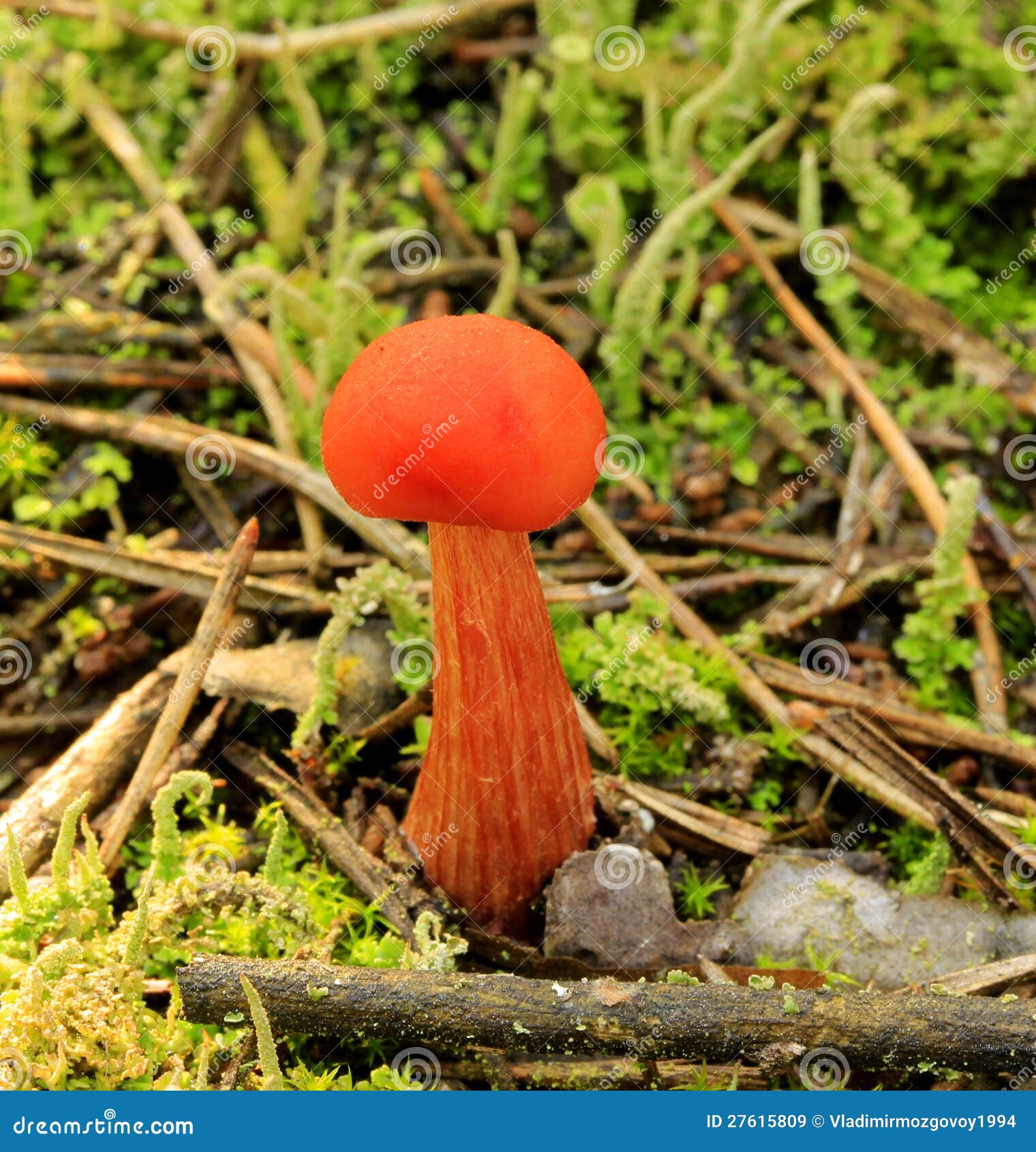 Red small mushroom stock image. Image of macro, season - 27615809