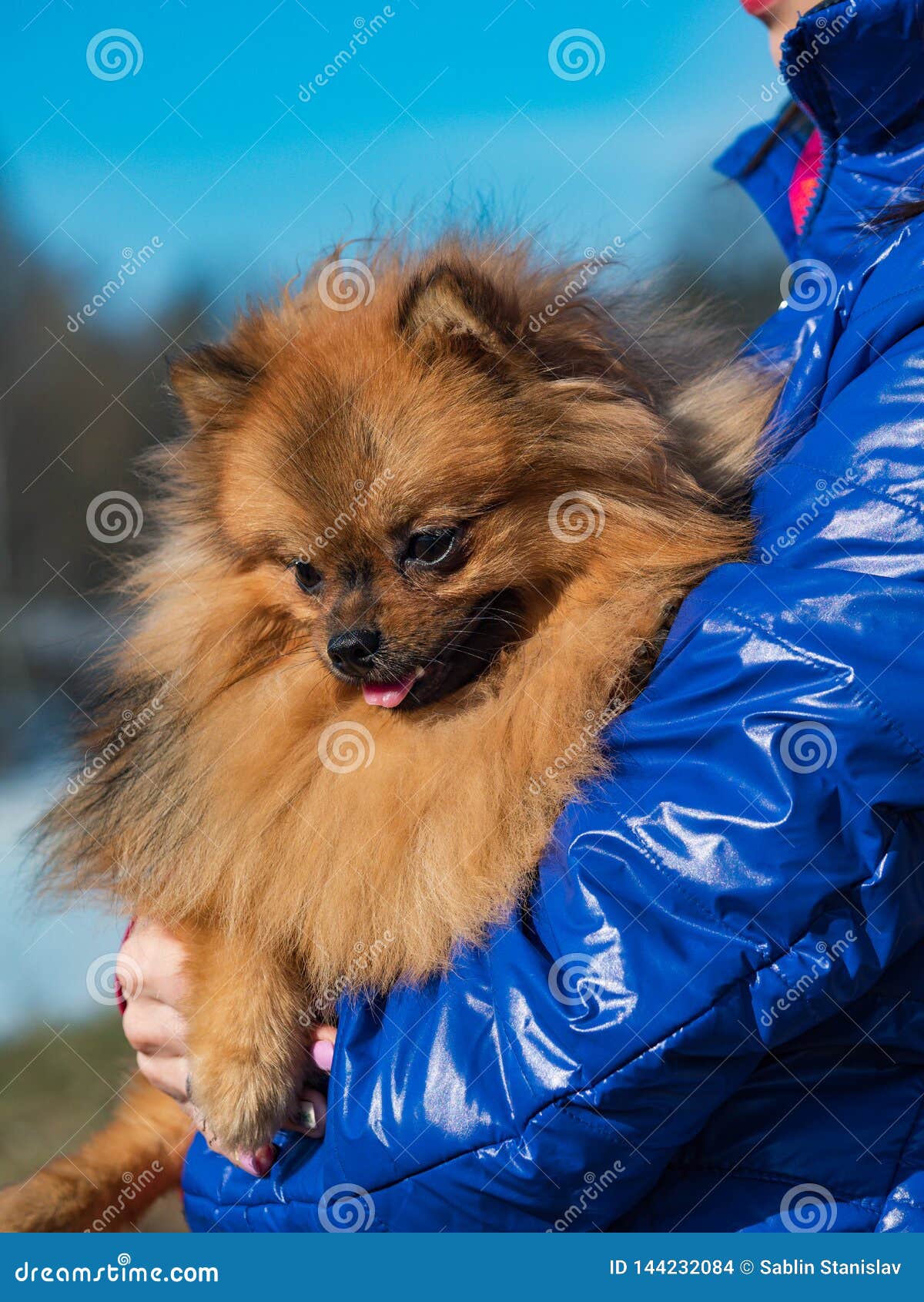 Red Small Spitz Dog Sitting on the Women`s Hands. Stock Photo - Image ...