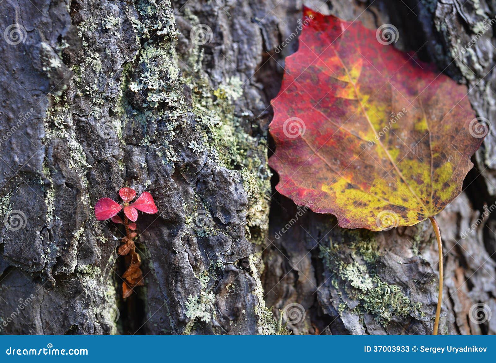 Red Small sprout and leaf stock image. Image of october - 37003933
