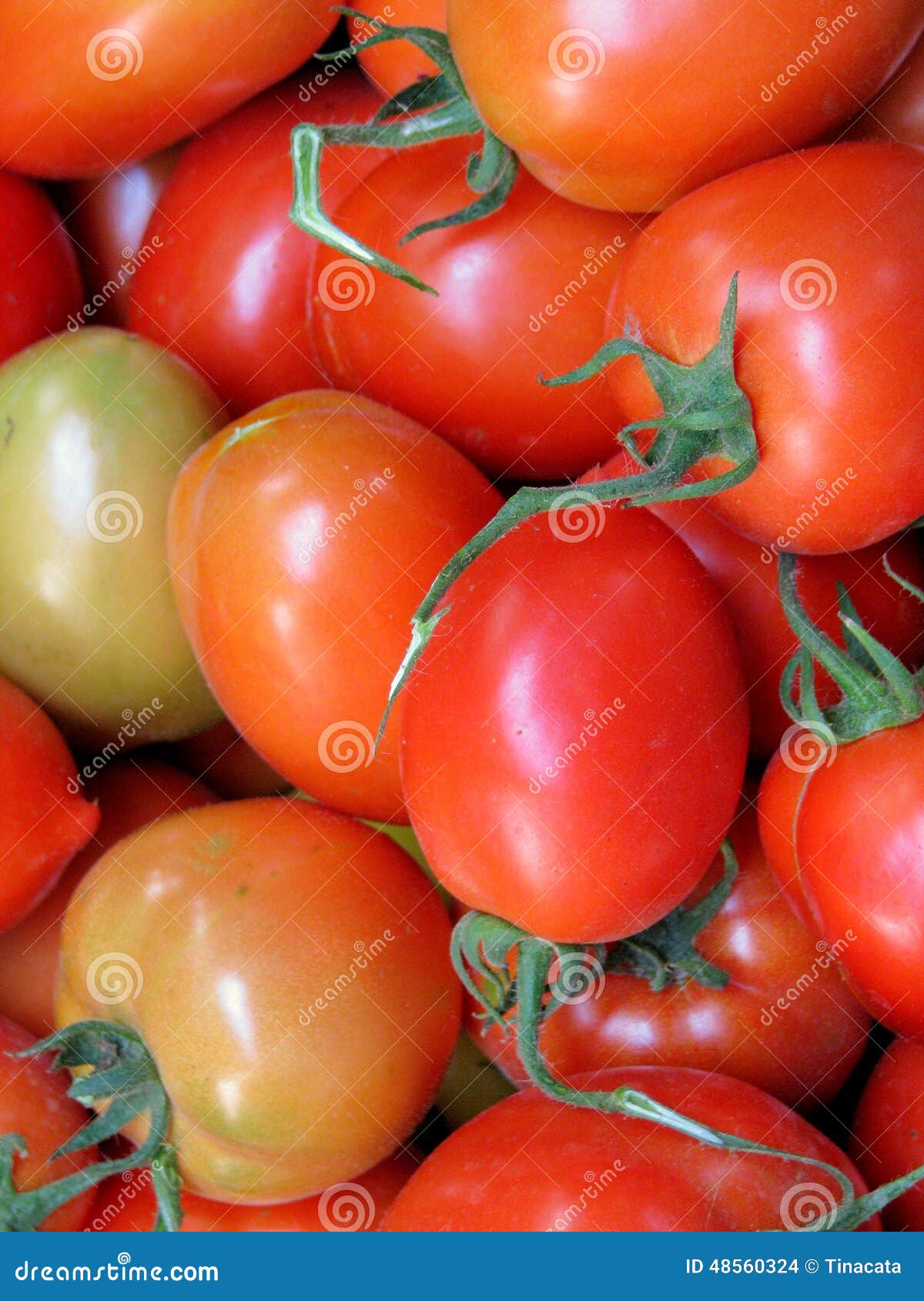 Red small tomato closeup stock photo. Image of eating - 48560324