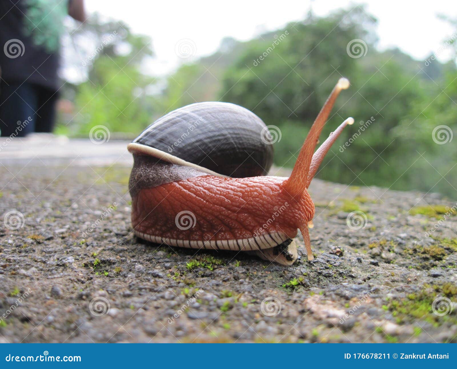 Red Snail Captured Near the Waterfalls Stock Image - Image of captured ...