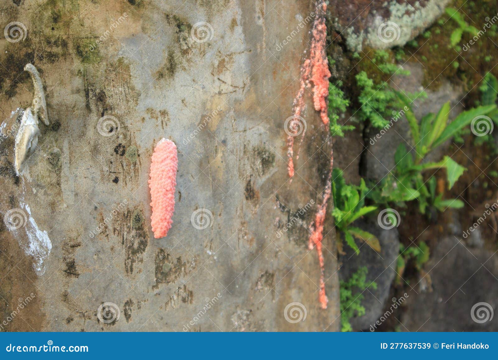 Red Snail Eggs Attached To the Wall Stock Image - Image of lake, field ...