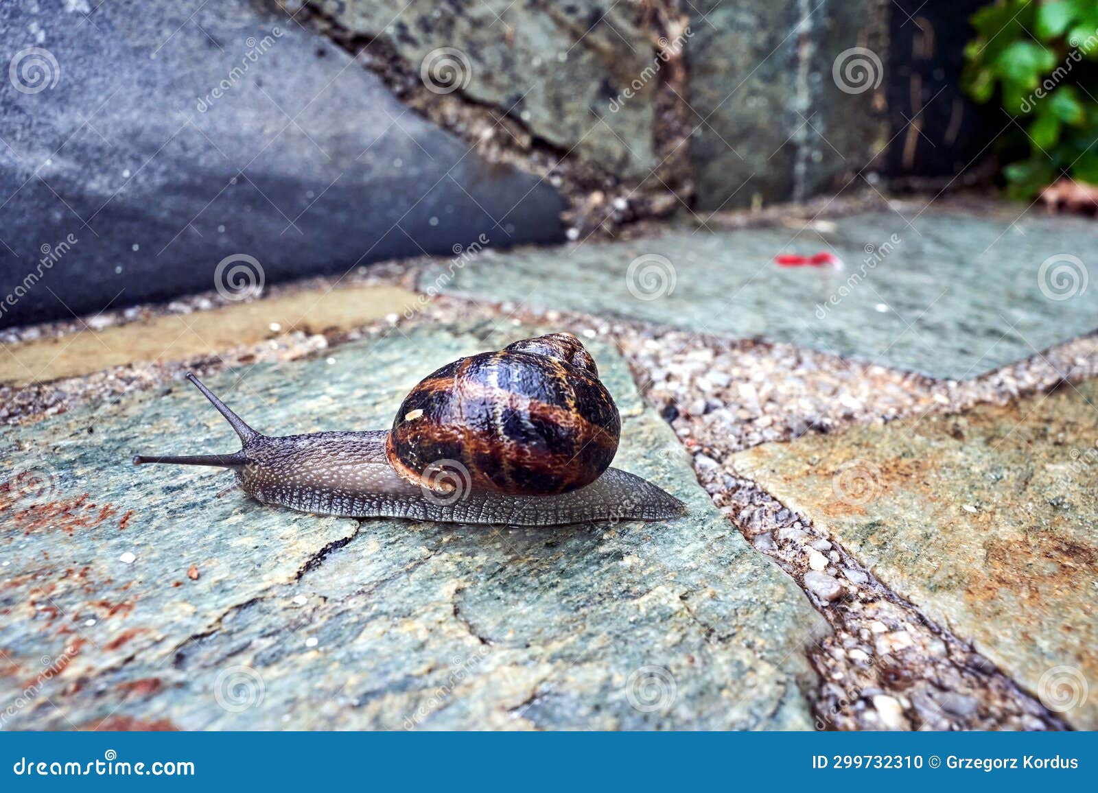 A Red Snail with a Shell Crawling on a Concrete Wall after Rain Stock ...
