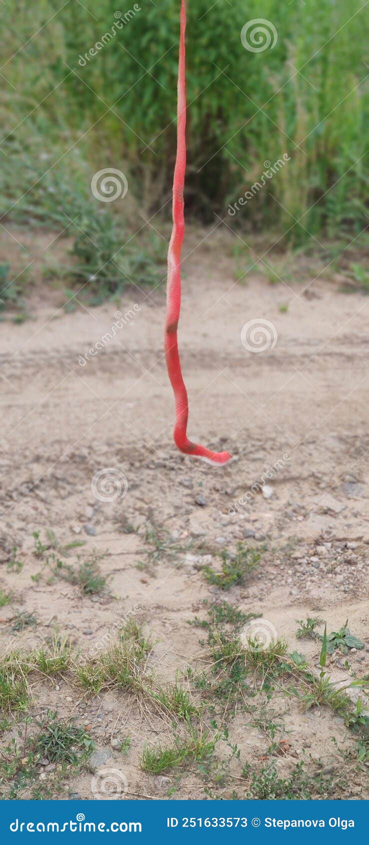 This red snake stock image. Image of flower, wildlife - 251633573