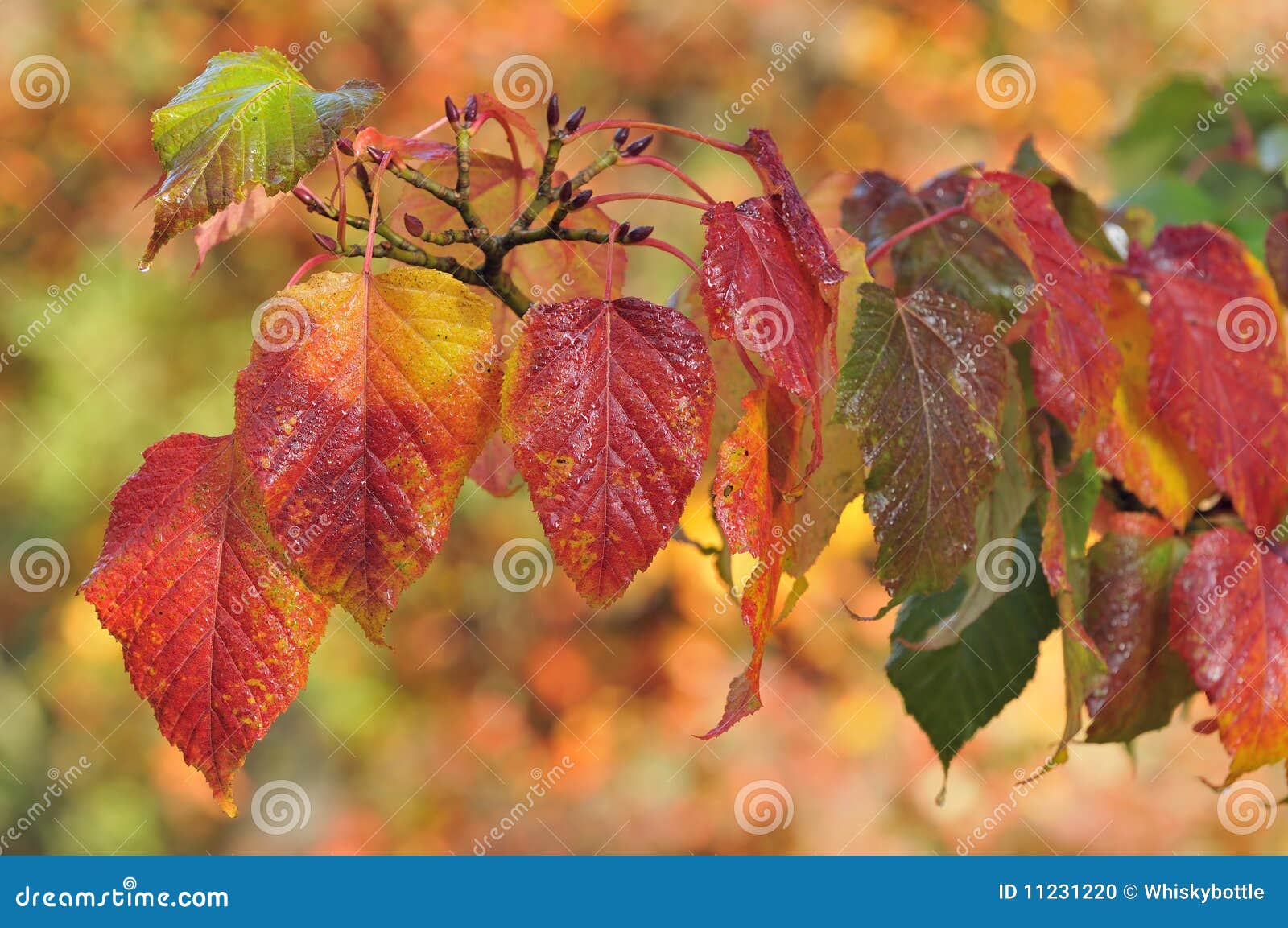 Red Snake Bark Maple - Acer Capillipes Stock Photo - Image of arboretum ...