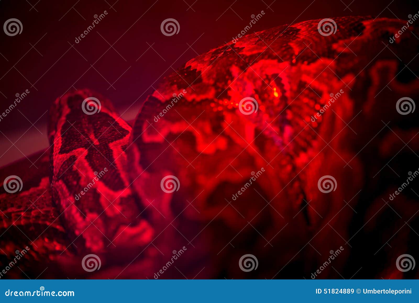 Red snake - in red light stock image. Image of light - 51824889