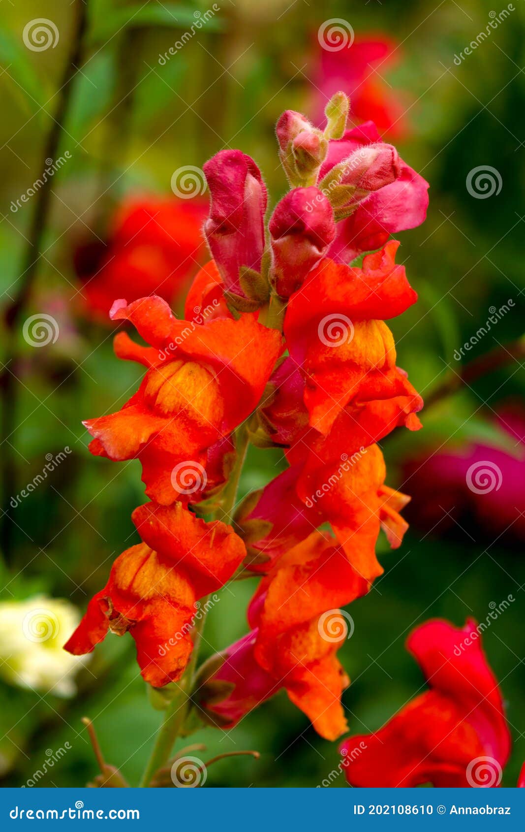 Red Snapdragon Flower on a Flower Bed in a Summer Garden Stock Photo ...