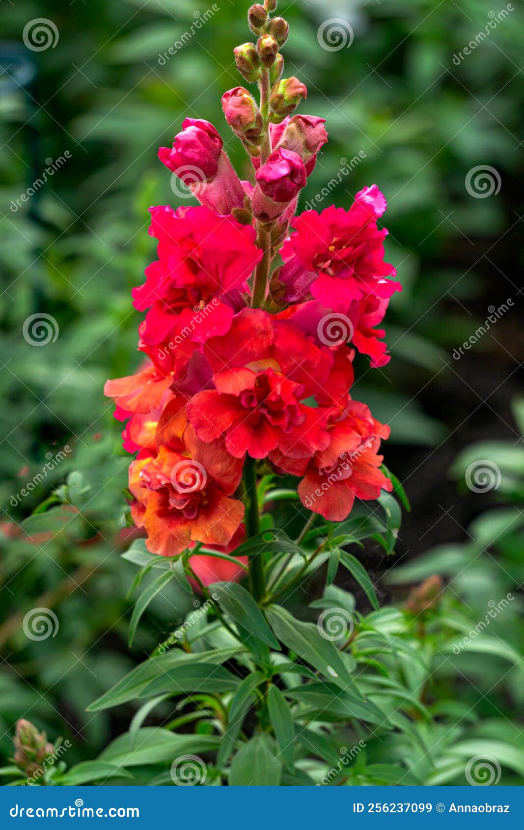 Red Snapdragon Flower Close-up on a Flower Bed. Stock Image - Image of ...