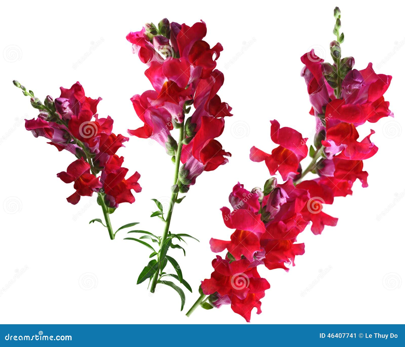 3,504 Flower Flora Plant Snapdragon Stock Photos - Free & Royalty-Free ...
