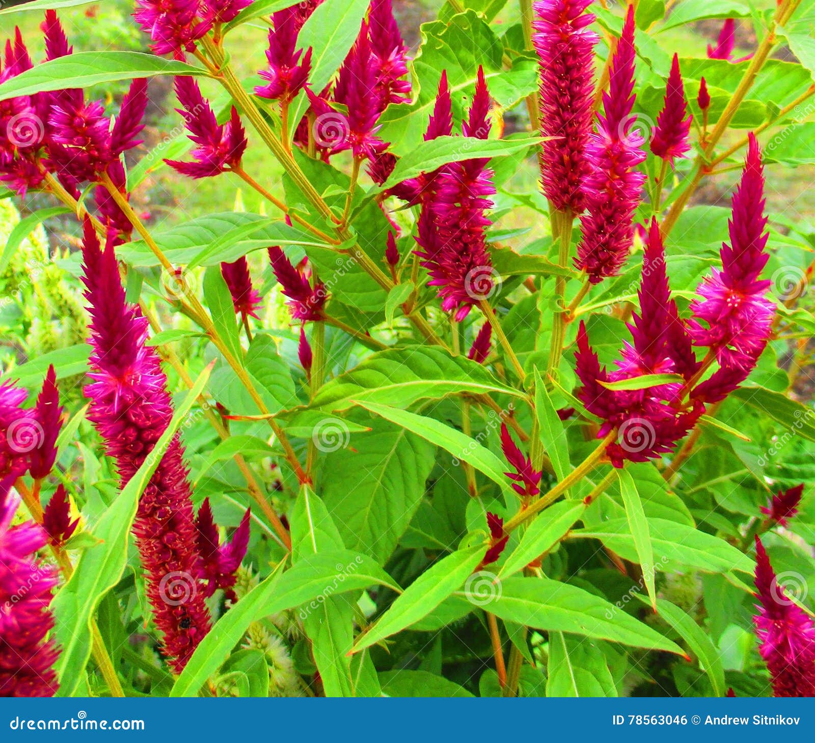 Red snapdragons stock photo. Image of seasons, flower - 78563046