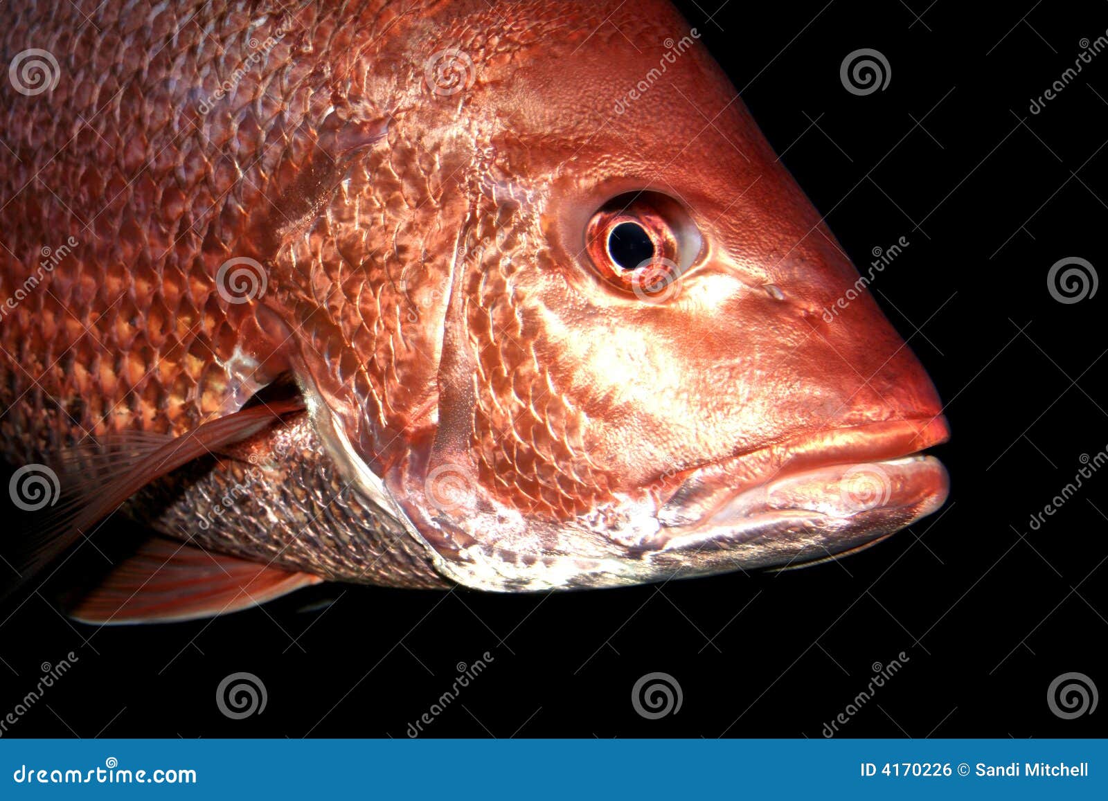 Red Snapper stock photo. Image of deep, marine, gills - 4170226