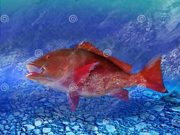 Red snapper stock photo. Image of snapper, fishing, aquatic - 5386490