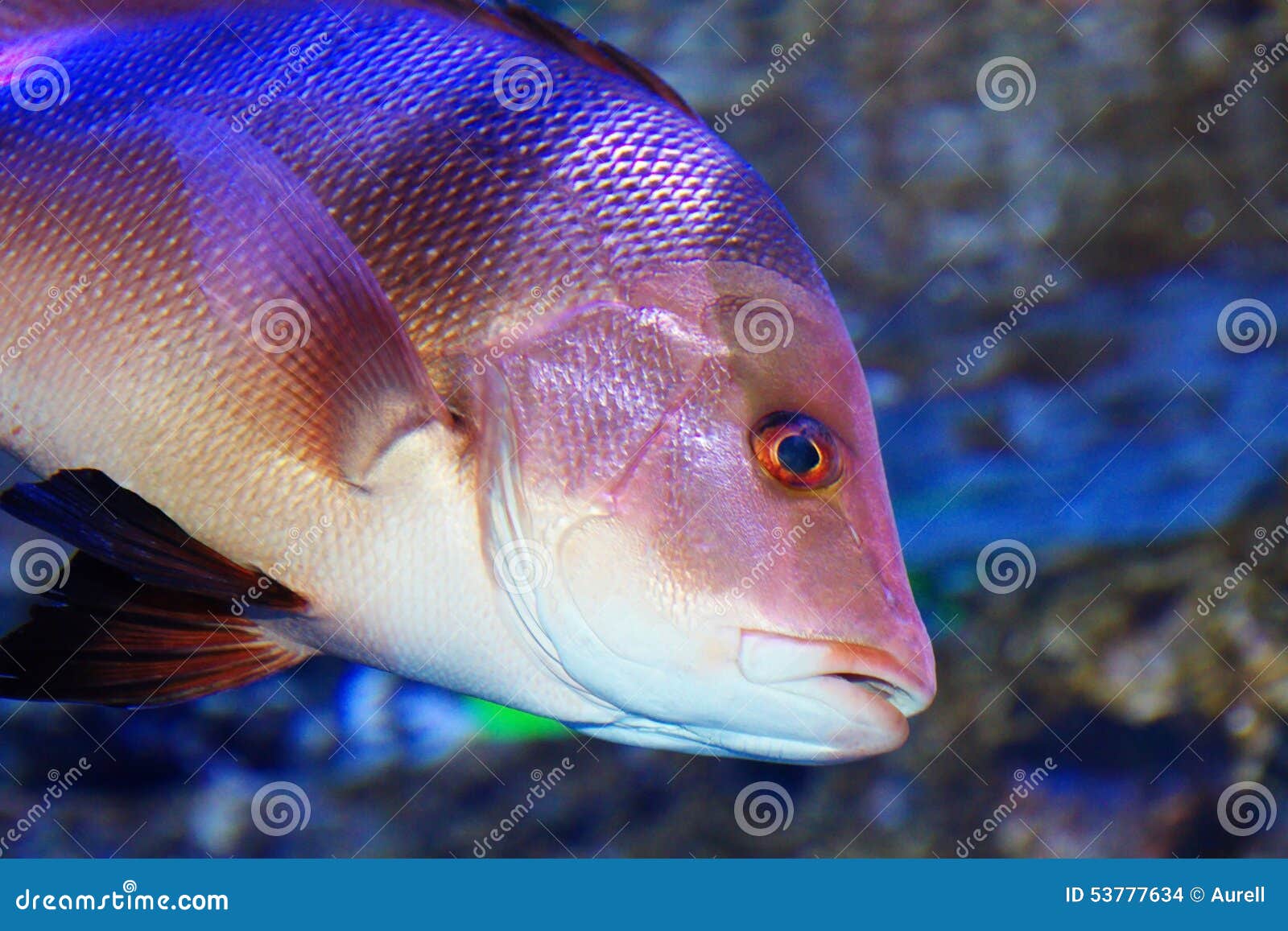 Red snapper stock photo. Image of fish, animals, silver - 53777634