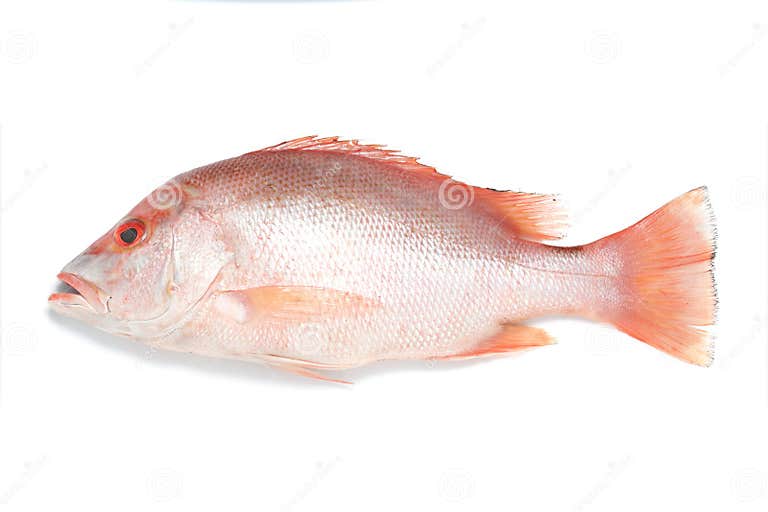 Red snapper fish stock image. Image of market, food, fish - 11860363