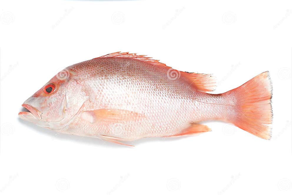 Red snapper fish stock image. Image of market, food, fish - 11860363