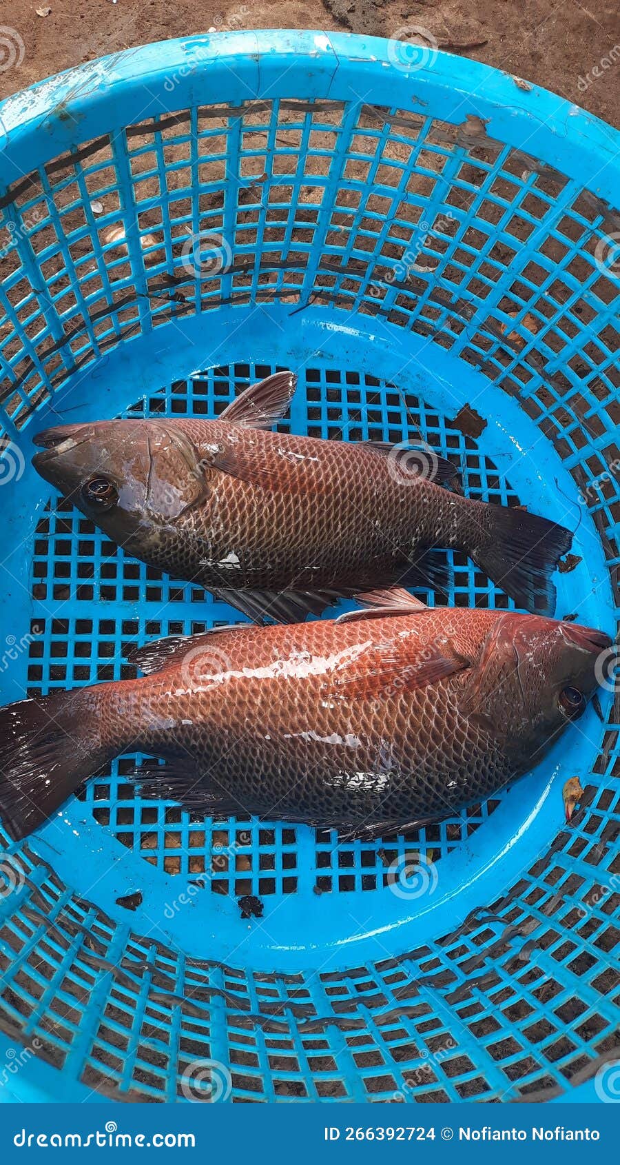 Red Snapper Fish Cultured without the Use of Chemicals Stock Photo ...