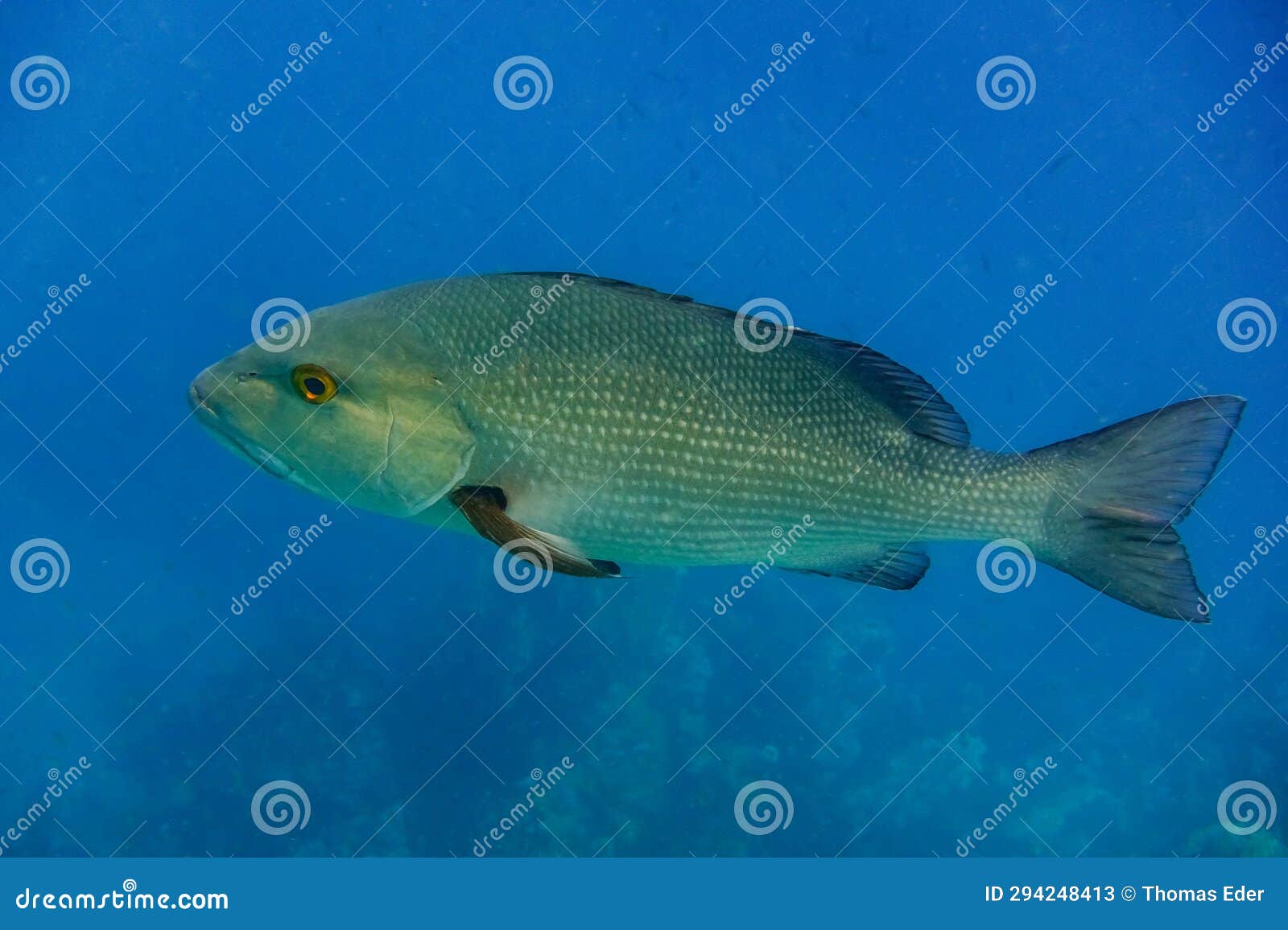 Red Snapper Fish in Deep Blue Water from Egypt Stock Image - Image of ...