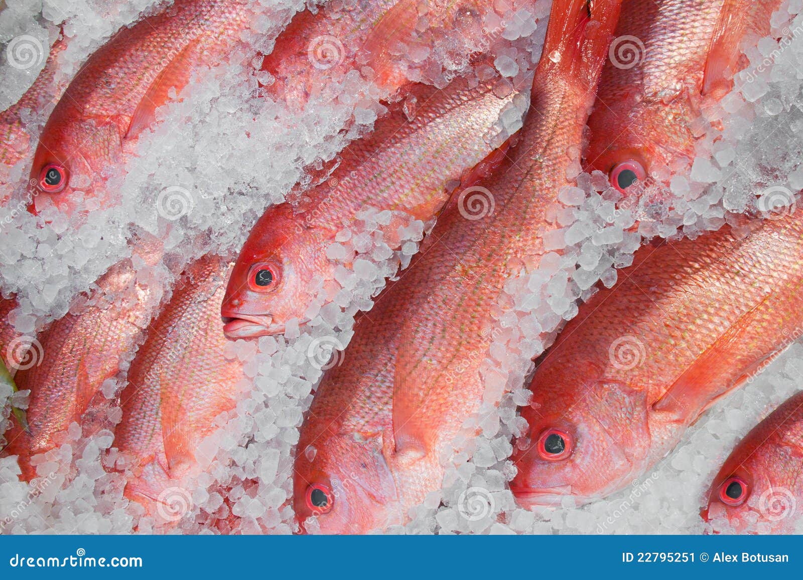 Red Snapper Fish Stock Image | CartoonDealer.com #11860363