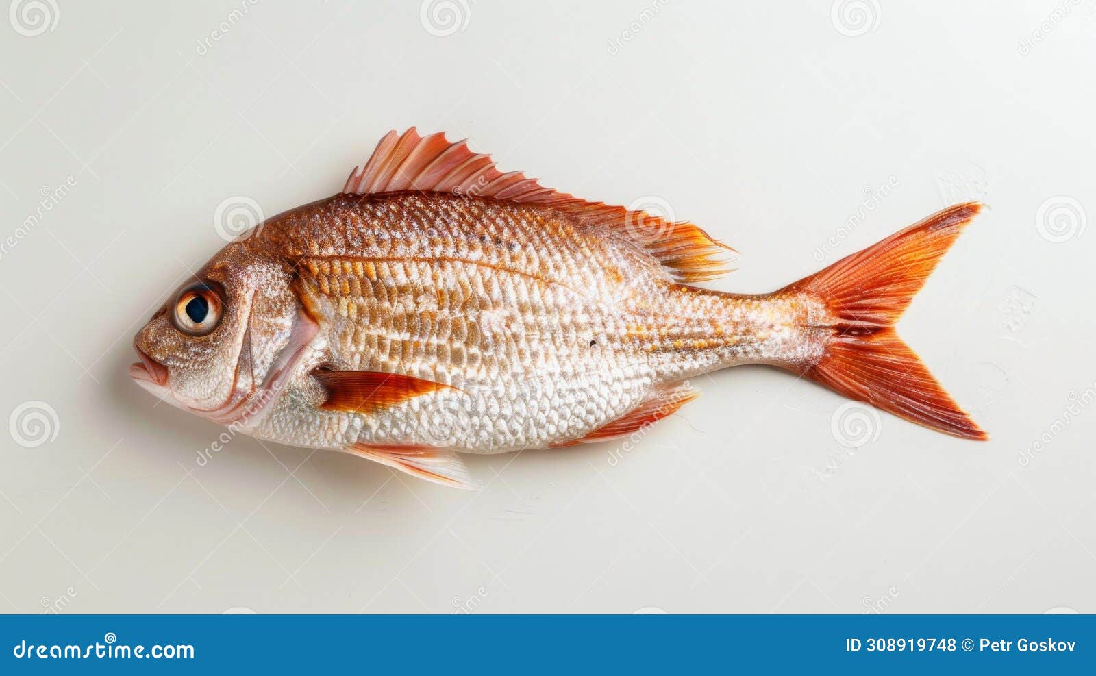 Red Snapper Fish Isolated on White Background Stock Photo - Image of ...