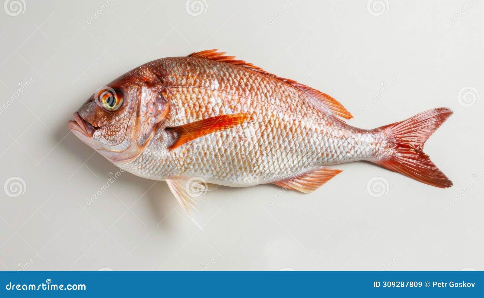 Red Snapper Fish Isolated on White Background Stock Image - Image of ...