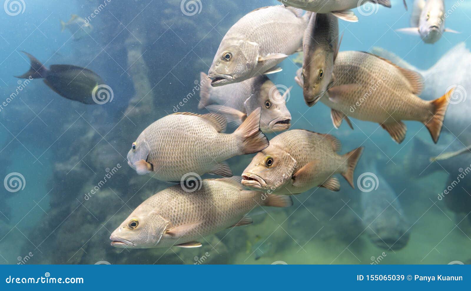 Red Snapper Fish School in the Tropical Sea Stock Image - Image of ...