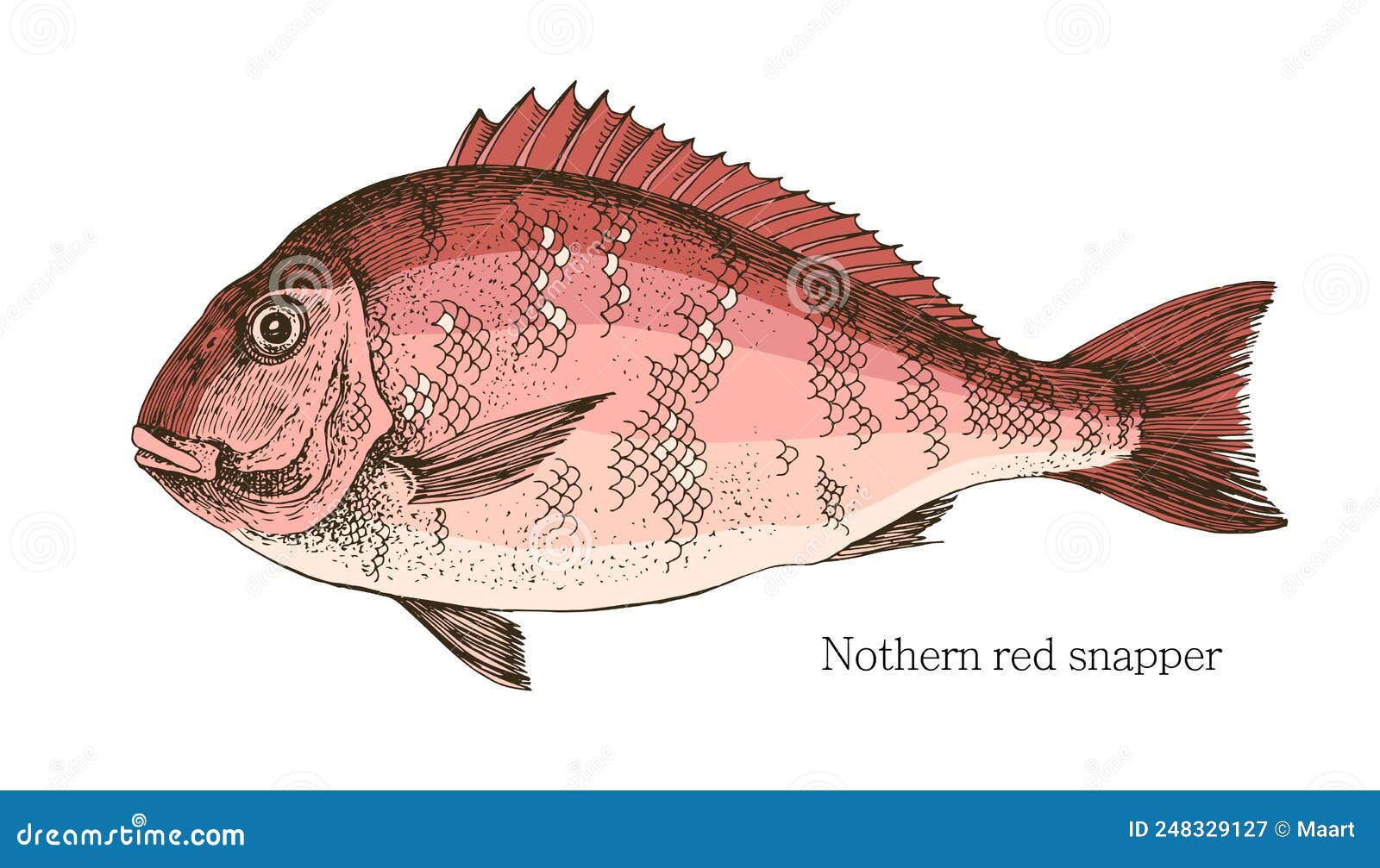 Red Snapper Hand Drawing Vintage Engraving Illustration Isolated ...