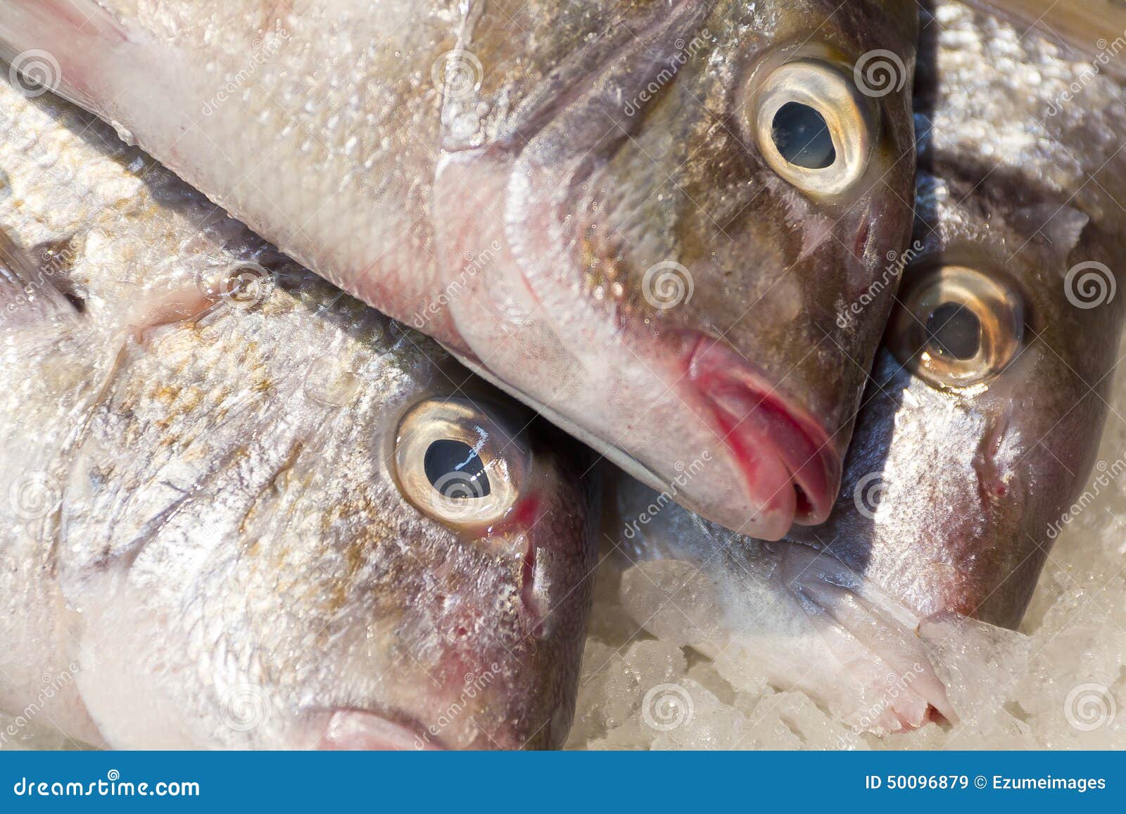 Red Snapper Ice stock image. Image of snapper, asian - 50096879