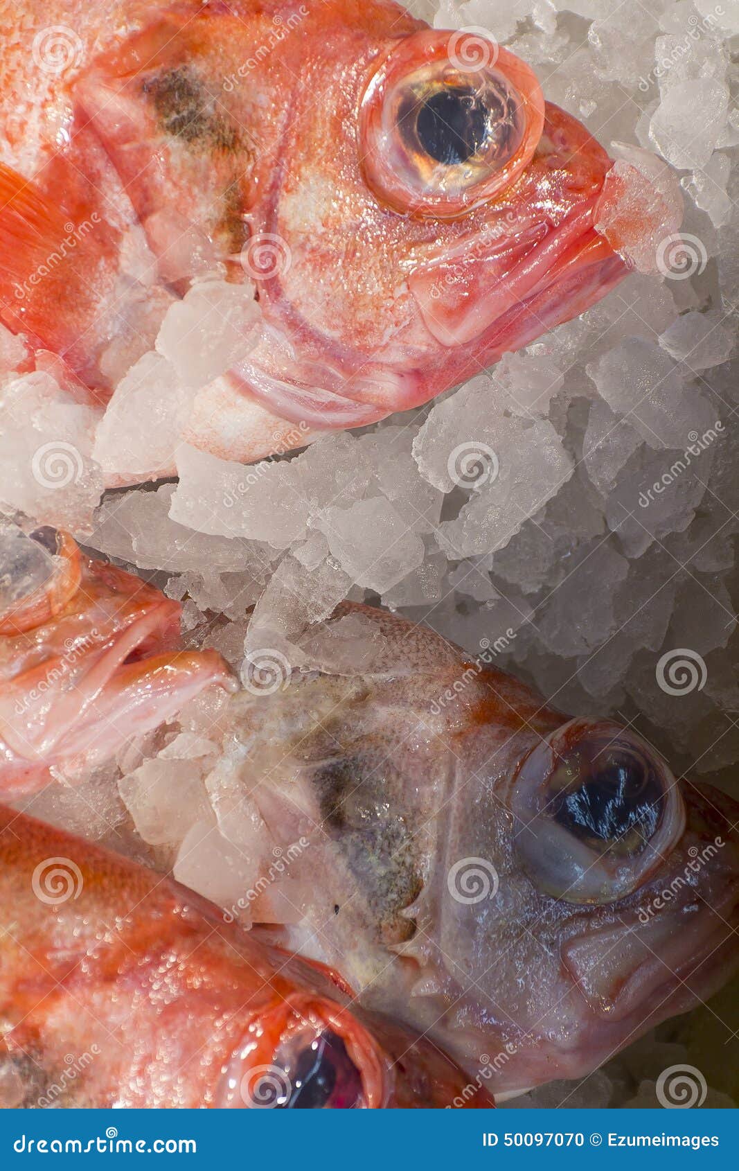 Red Snapper Ice stock photo. Image of snapper, pink, scales - 50097070