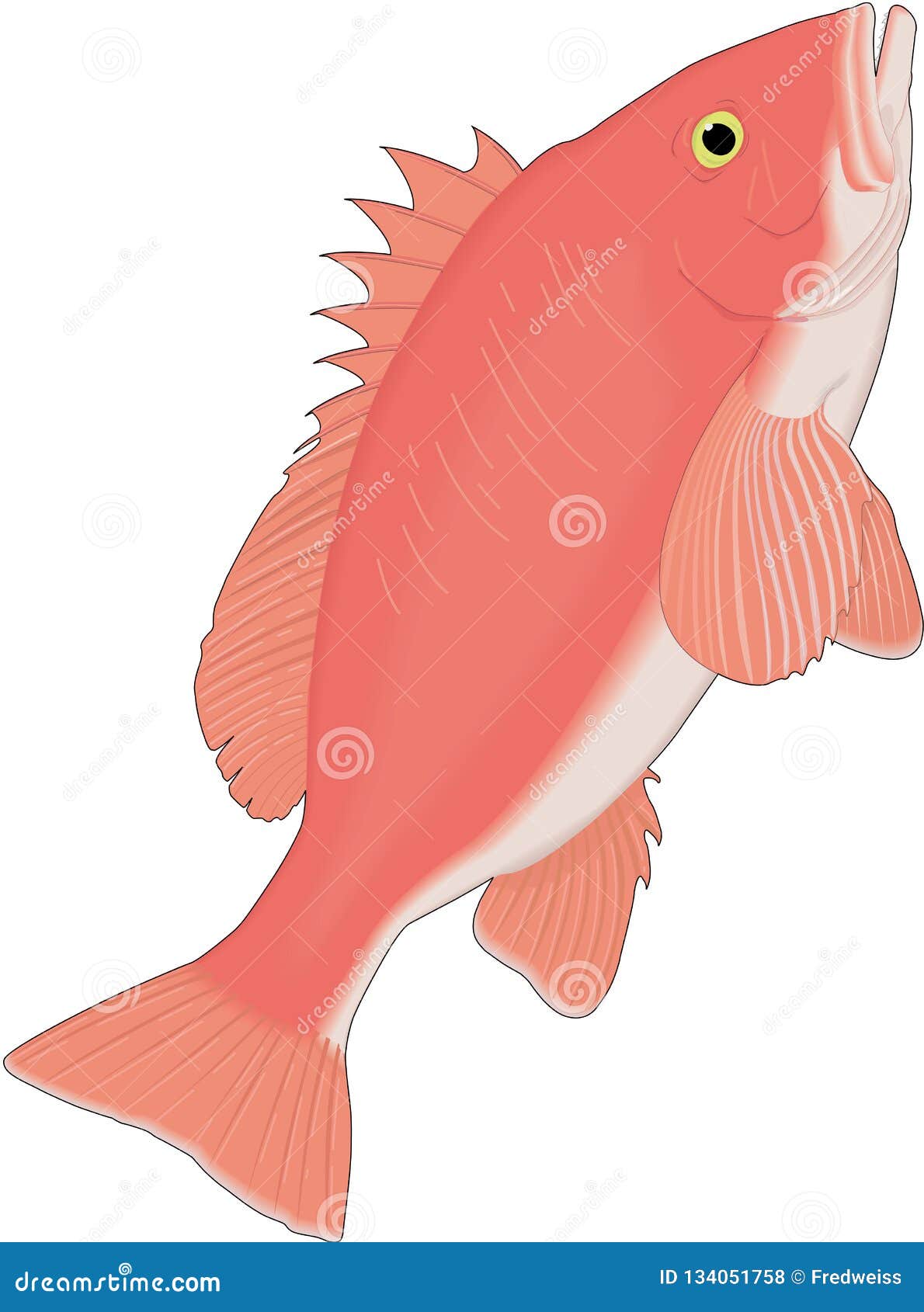 Red Snapper Illustration stock vector. Illustration of marine - 134051758
