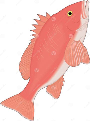 Red Snapper Illustration stock vector. Illustration of marine - 134051758