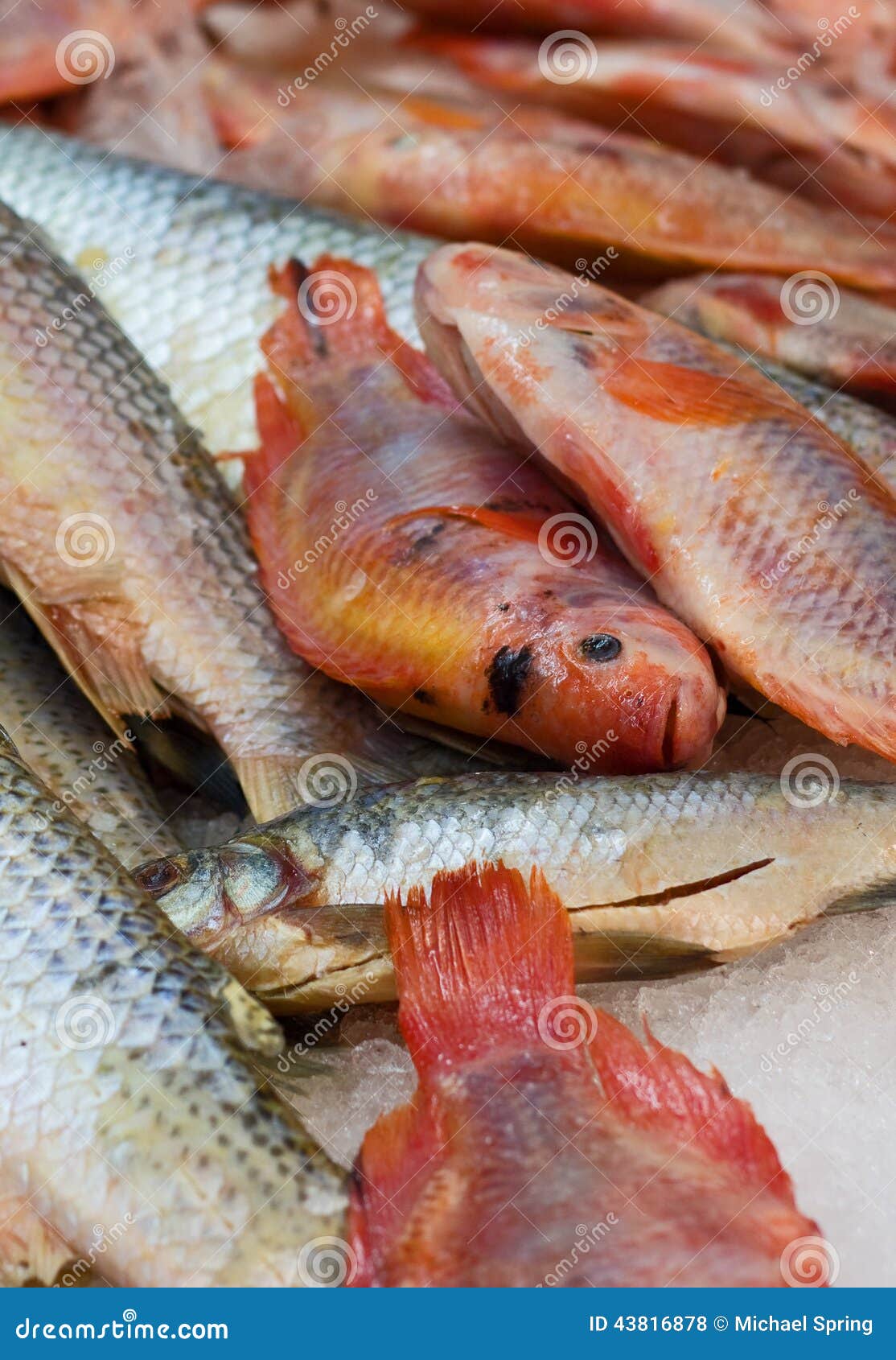 Red snapper stock photo. Image of eating, fishy, food - 43816878