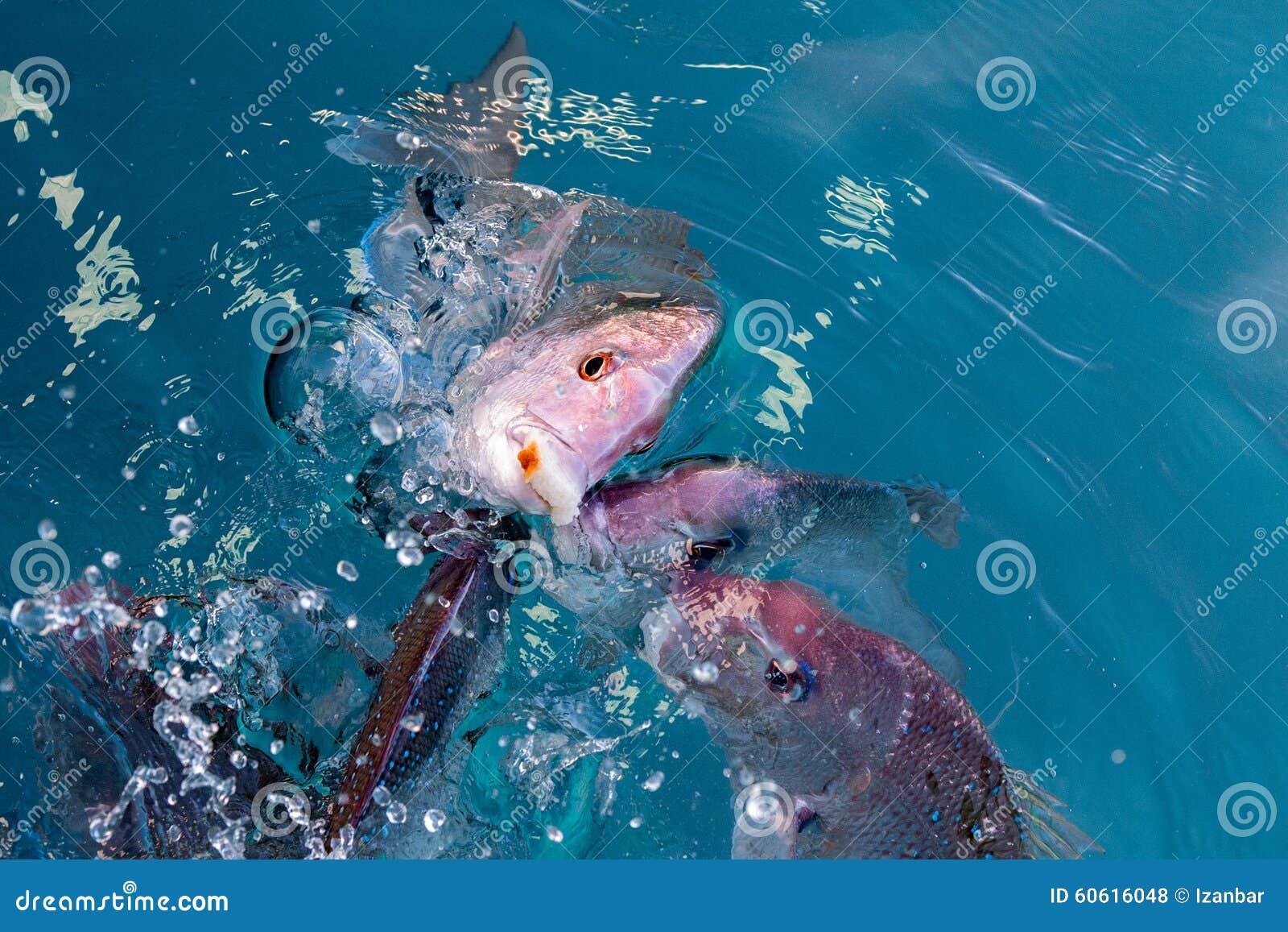 Red Snappers Fish while Eating Stock Photo - Image of healthy, snapper ...