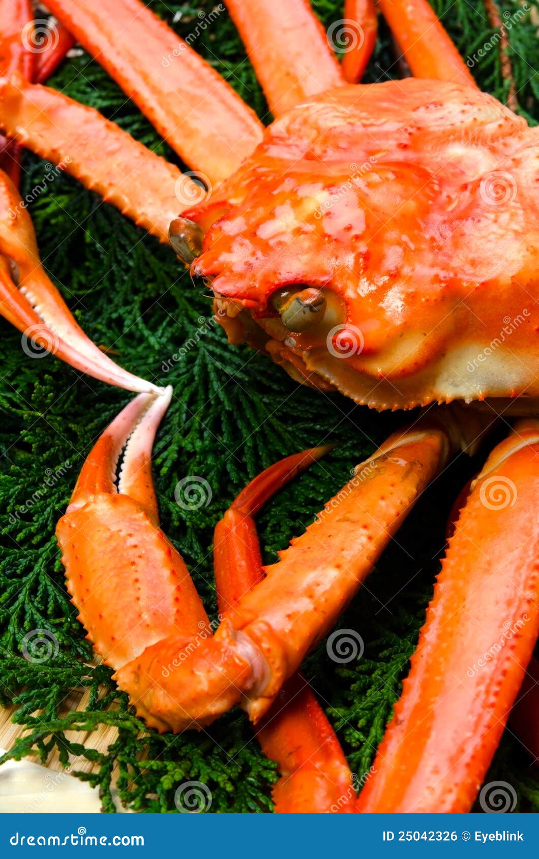 Red snow crab stock photo. Image of food, queen, crab - 25042326