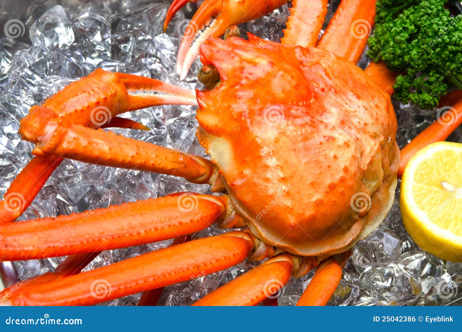 Red snow crab stock photo. Image of eating, shellfish - 25042386