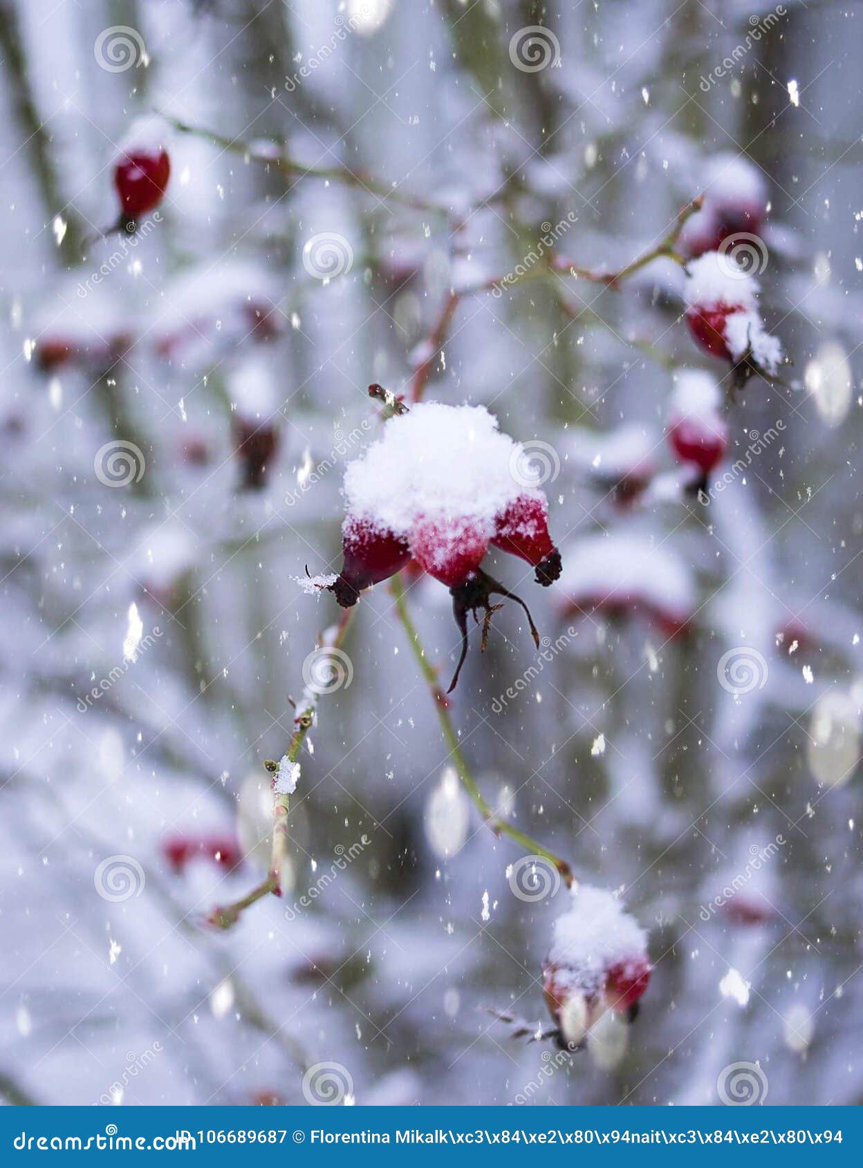 Red in the snow stock image. Image of year, snowing - 106689687