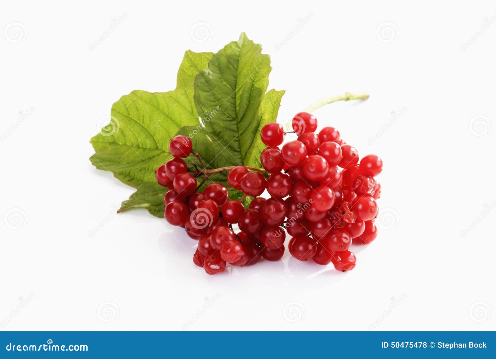 Red Snowball Berries, Viburnum Opulus Stock Photo - Image of white ...