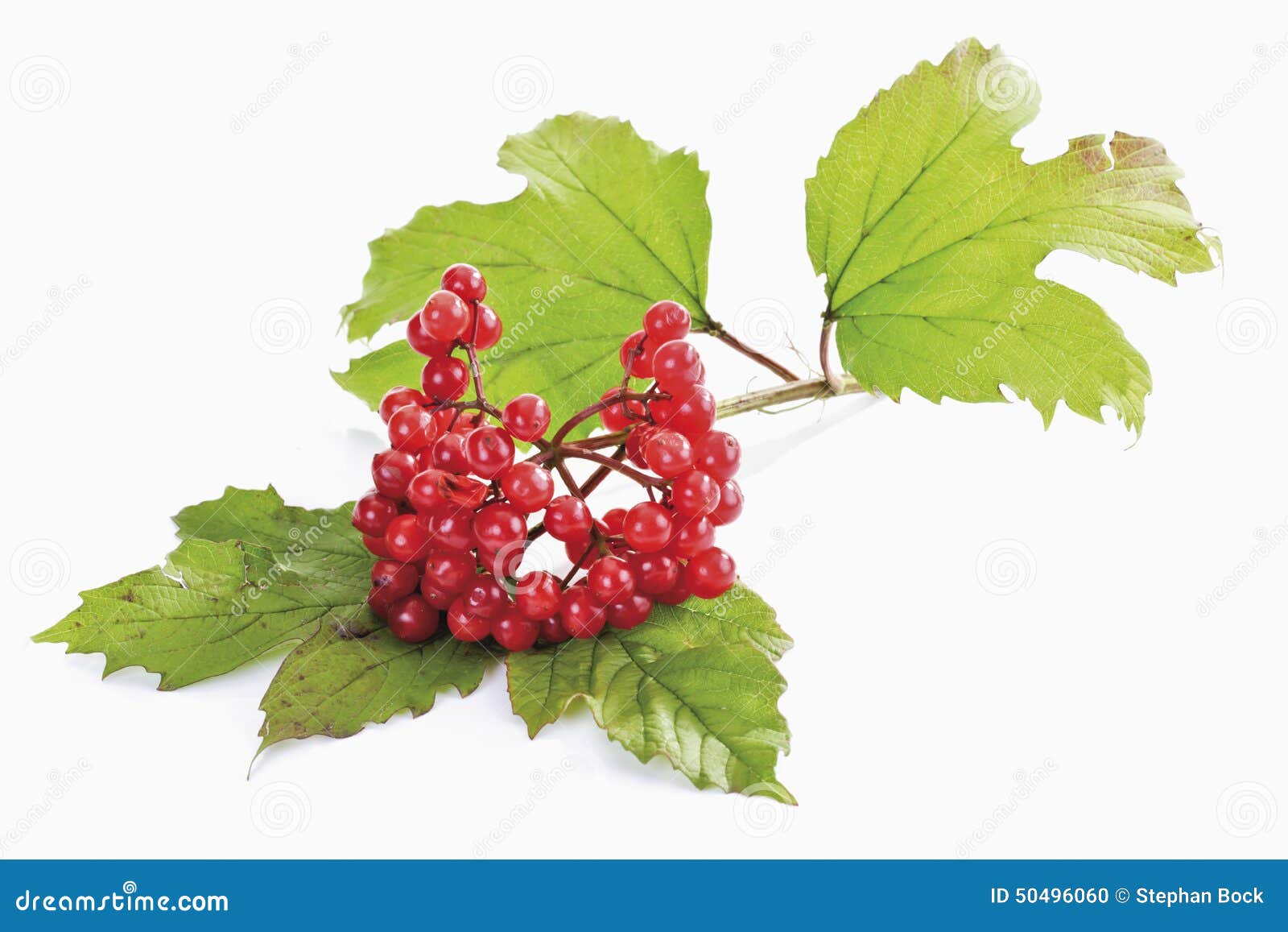 Red Snowball Berries, Viburnum Opulus Stock Photo - Image of shrub ...