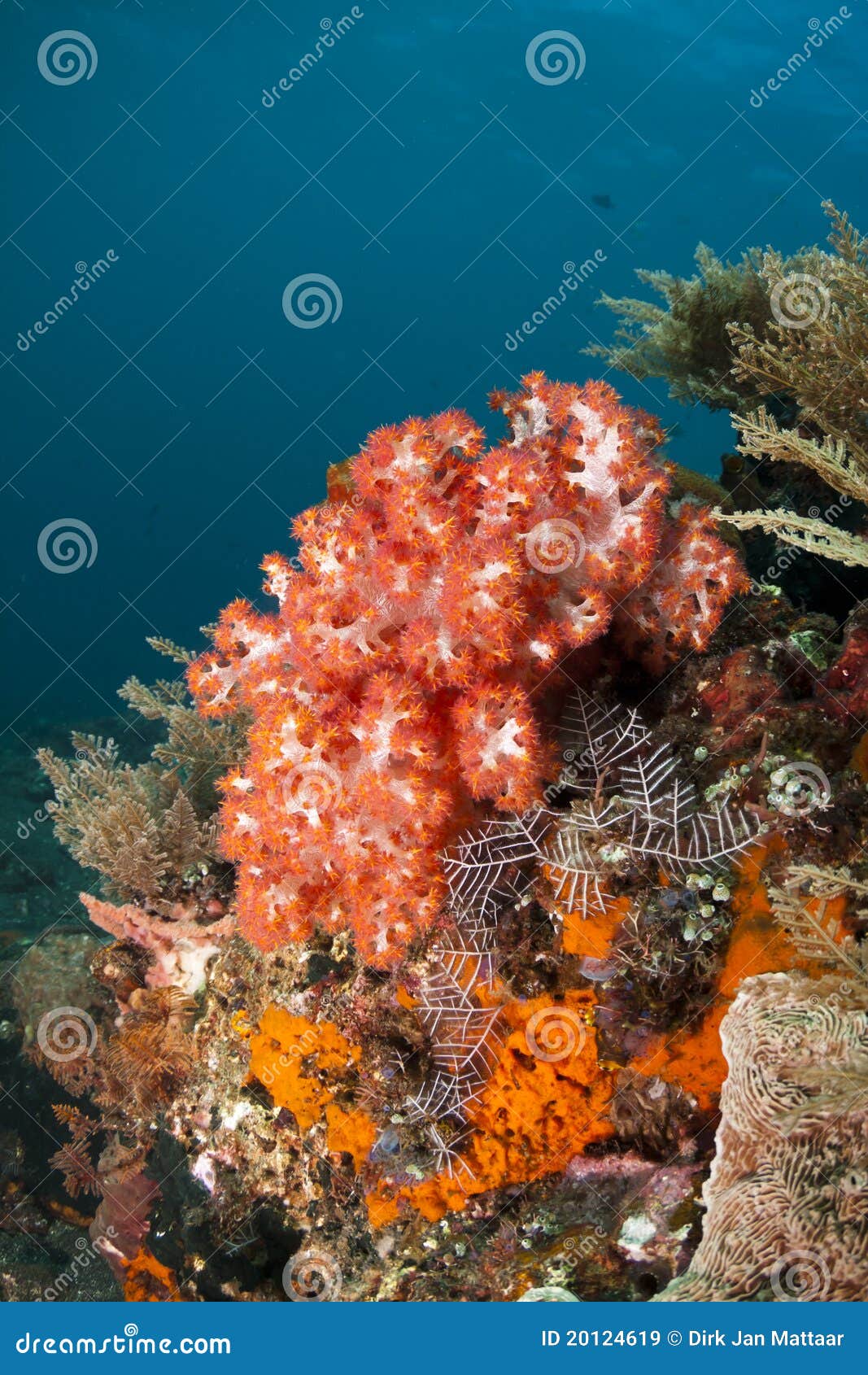 Red soft coral stock image. Image of bright, underwater - 20124619