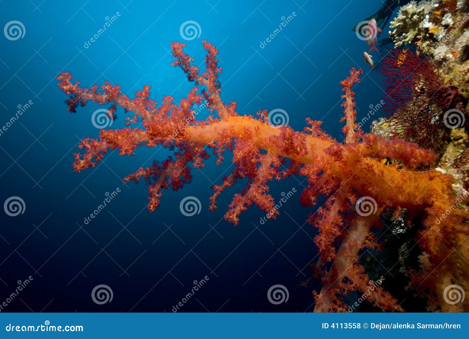Red Soft Coral stock photo. Image of wildlife, dive, texture - 4113558