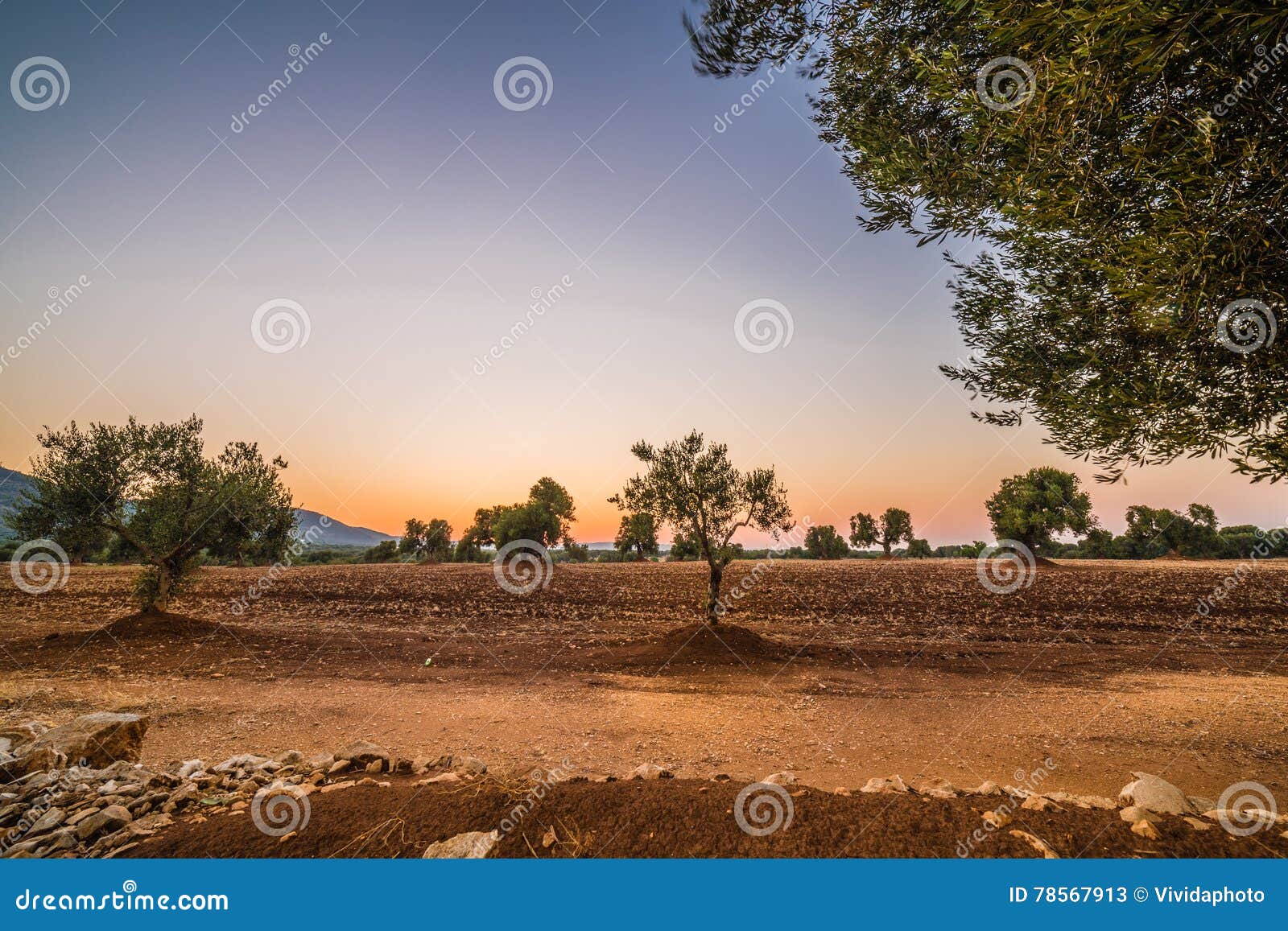 Apulian olive groves stock image. Image of apulian, agricultural - 78567913